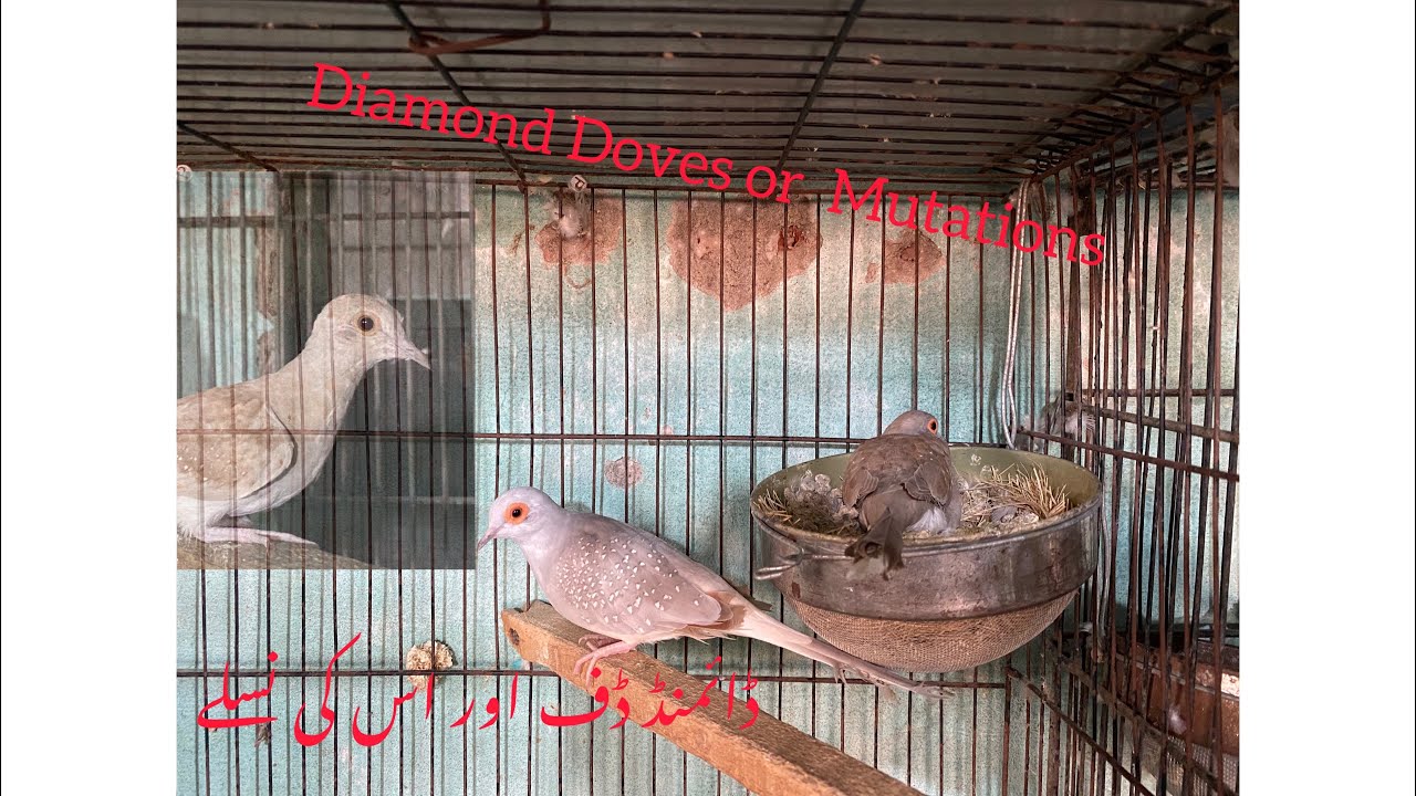 Diamond Dove Breeding pair | Colours | Mutation | Nestings | ڈامنڈ ڈف ...