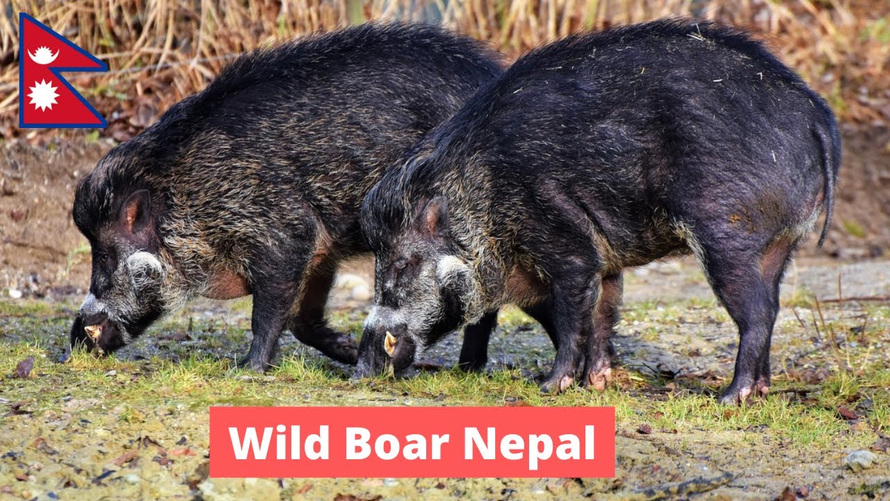 Wild Boar Nepal - YouTube