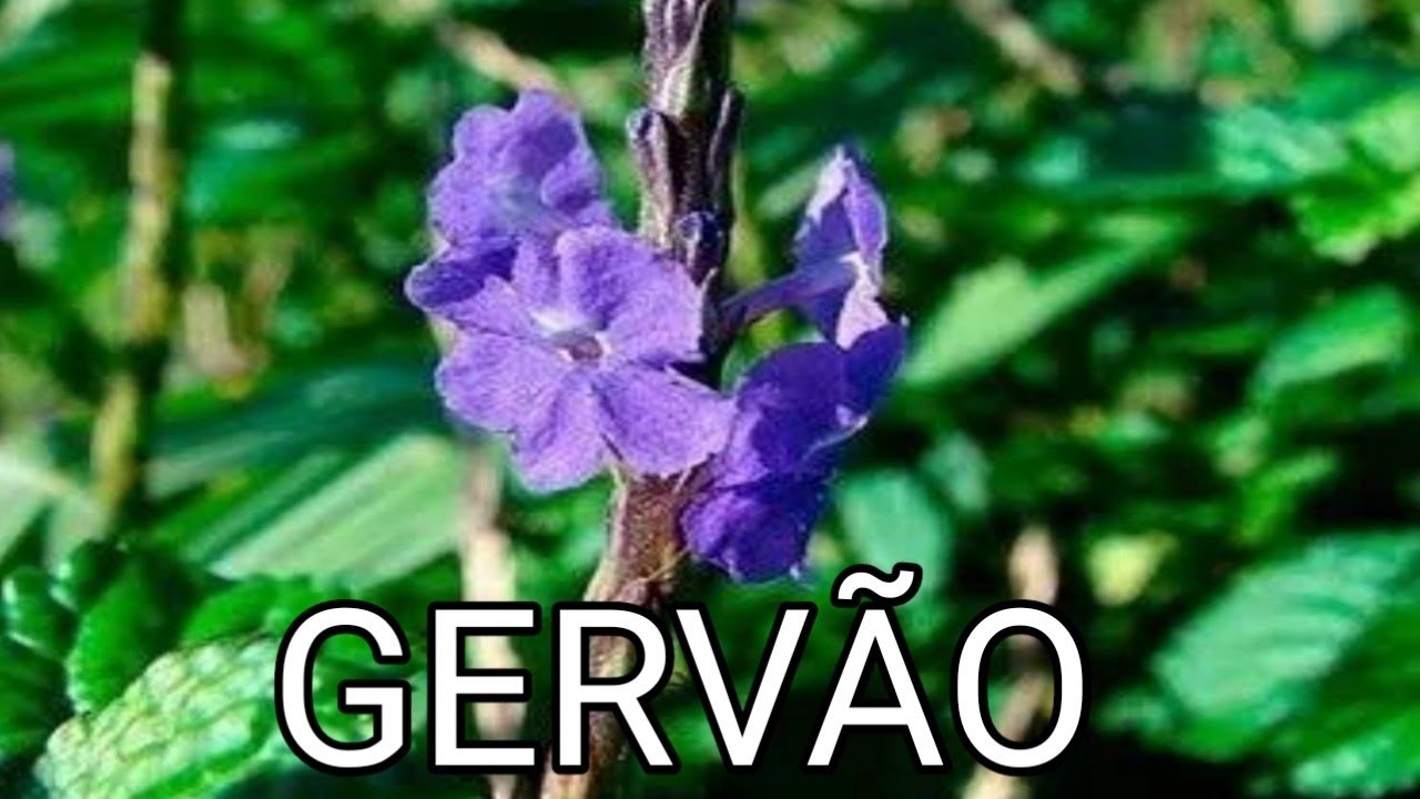 15 BENEFÍCIOS DO GERVÃO PARA SAÚDE - YouTube
