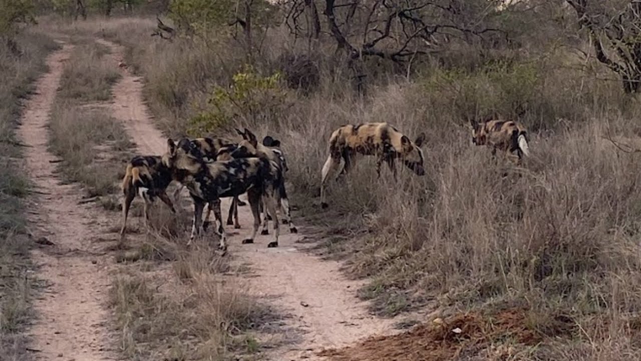 Wild dogs take turns rolling on the same spot | andBeyond Ngala ...