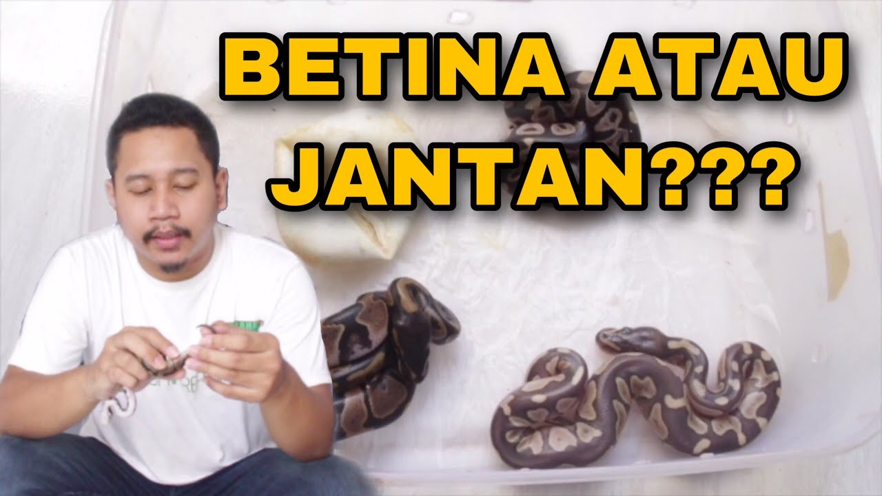 Cara Sexing Ular Ball Python Popping Kerabat Reptile Ch11 Youtube 4132