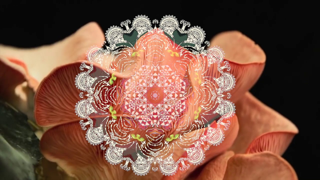 New Album "BELEAF" out on 8-16-19 - YouTube