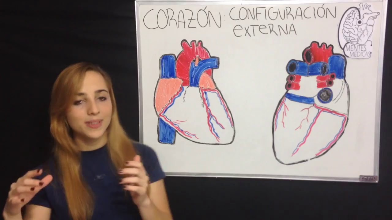 CORAZÓN ANATOMÍA CONFIGURACIÓN EXTERNA Caras, bordes, base, vértice ...