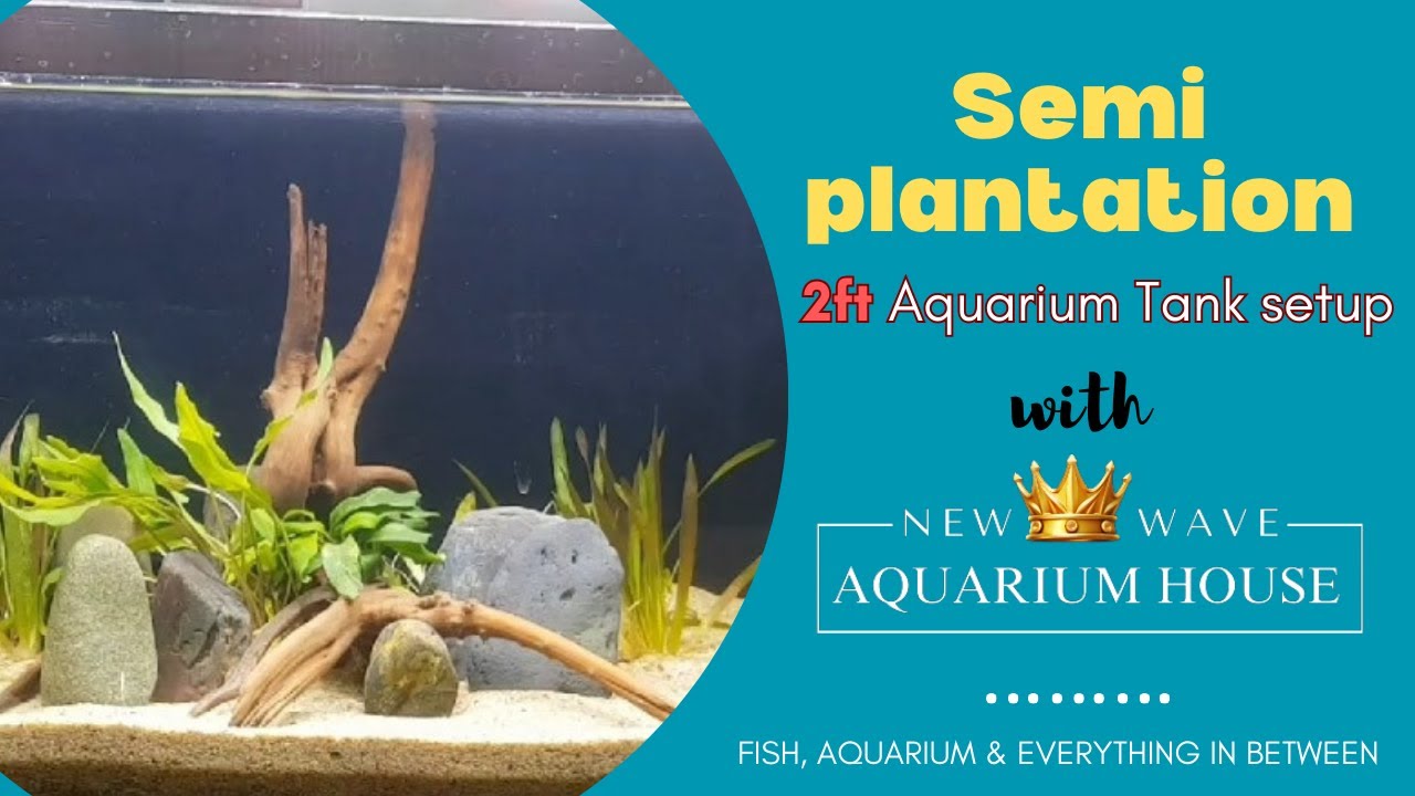 2FT AQUARIUM TANK SETUP WITH SEMI PLANTATION - YouTube