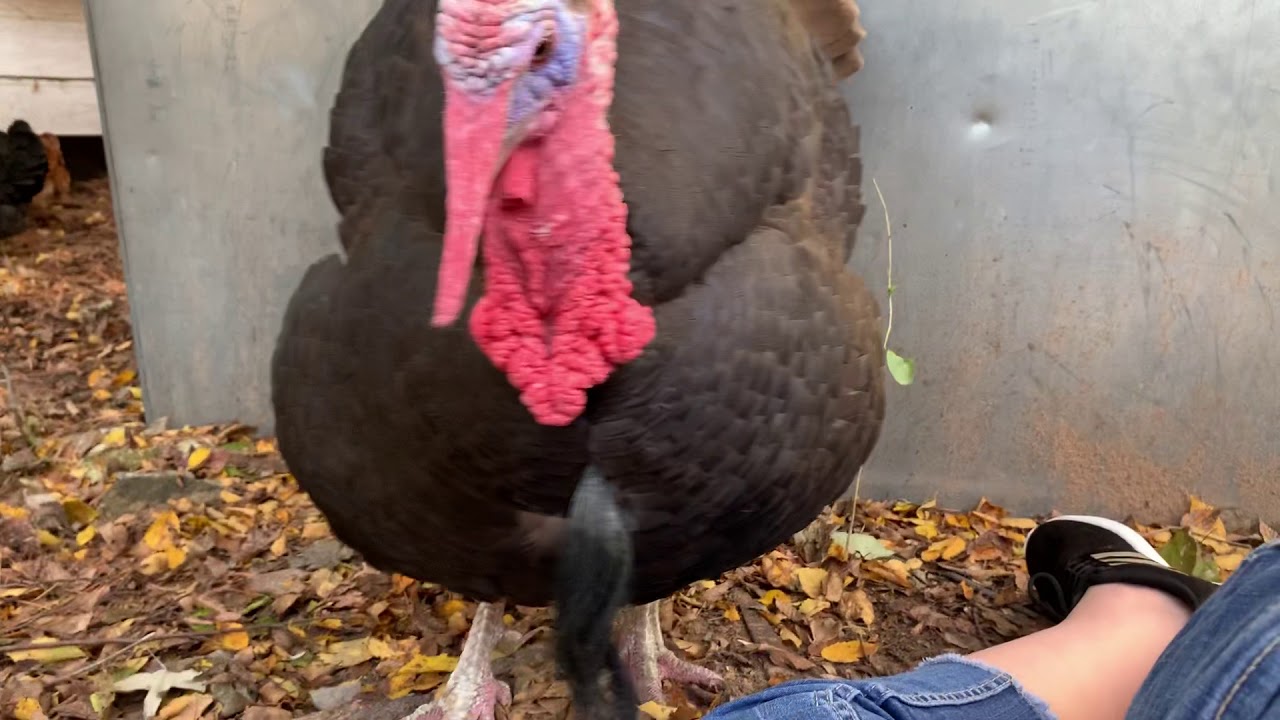 WEIRD TURKEY - YouTube