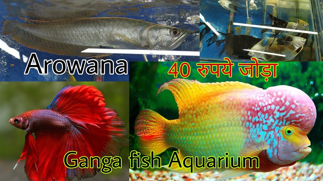 Colourful fish. Ganga fish Aquarium Amroha. Arowana fish 2000 Rs. Amit ...