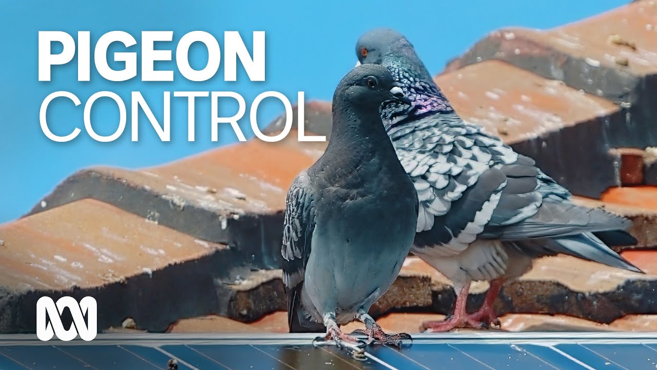 City of Geraldton uses AI and birth control to curb pigeon population | ABC Australia - YouTube