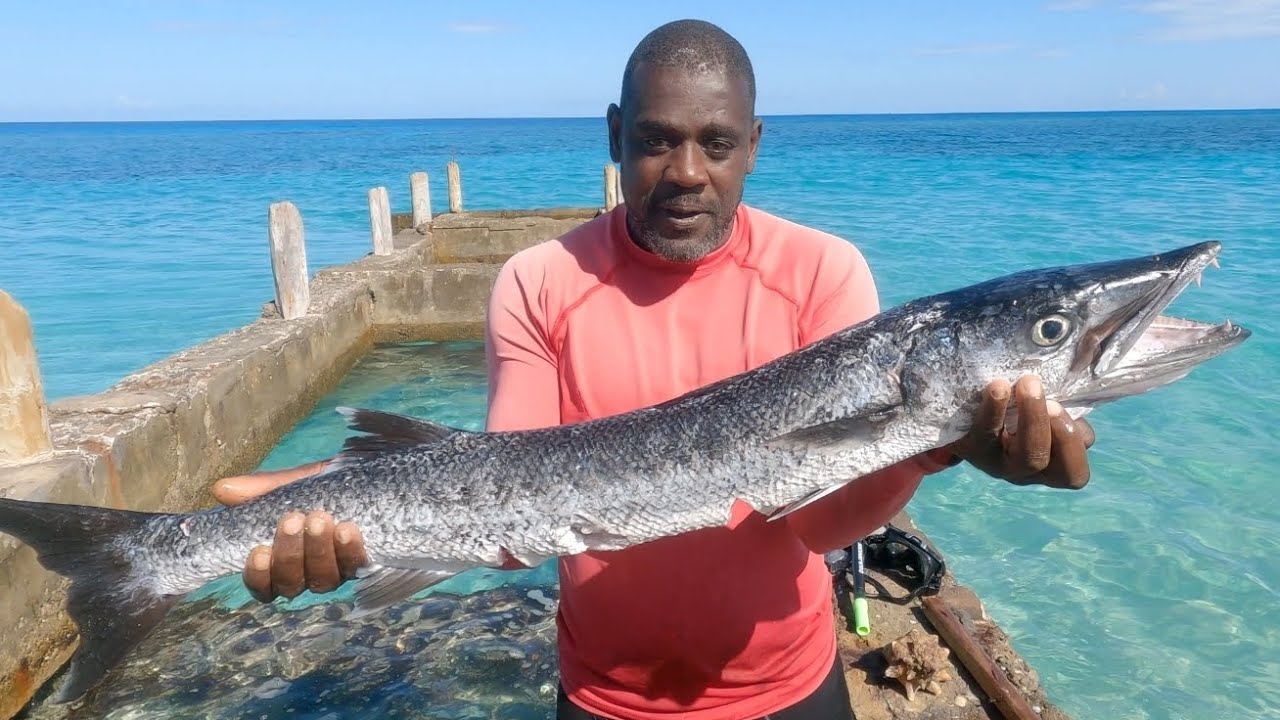 my luckiest catch, to date | spearfishing Barracudas - YouTube