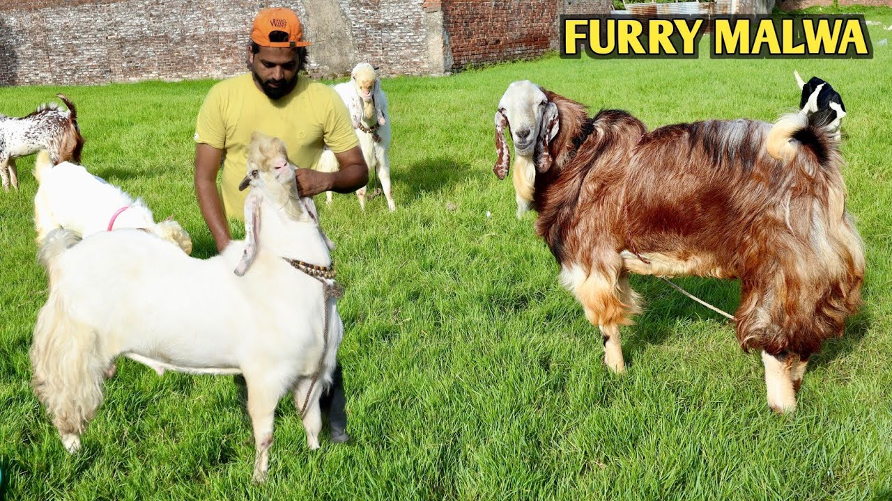 Full Furry Malwa & Hansa Goat's At GK Goat Farm - YouTube
