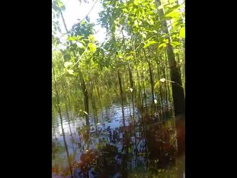 Daun kratom/daun purik - YouTube