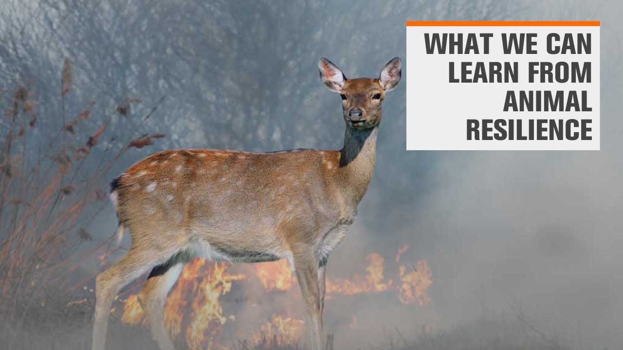 Wildlife recovery: Lessons from animals - YouTube