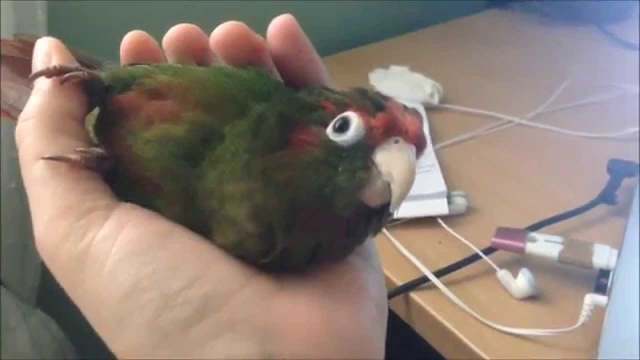 Rose Crown Conure laughing - YouTube