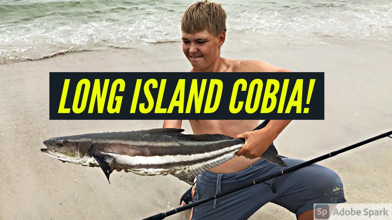 COBIA And Big Sharks Caught On Long Island! - YouTube