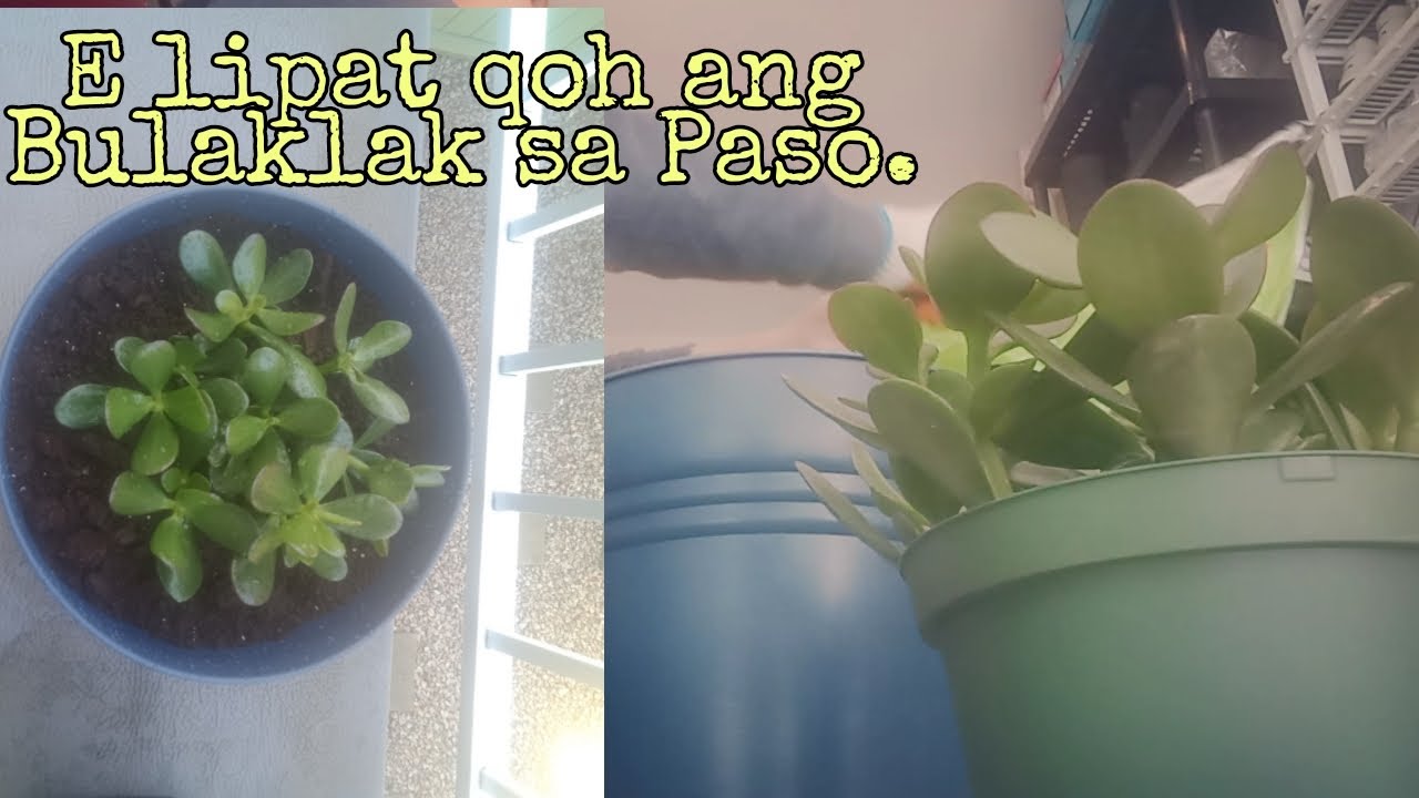 E Lipat qoh ang Bulaklak sa Paso.@MyraMuringTV - YouTube