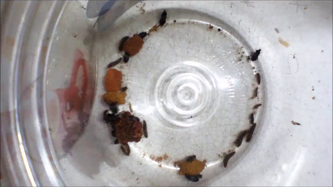 Dermestids Canada Dermestes Lardarius Colony 2018 Timelapse #121 1 ...
