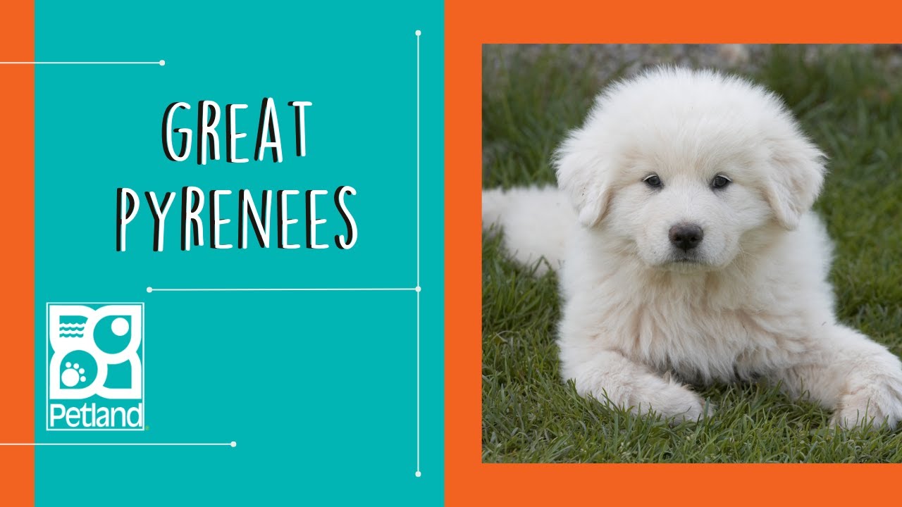 Great Pyrenees Fun Facts - YouTube