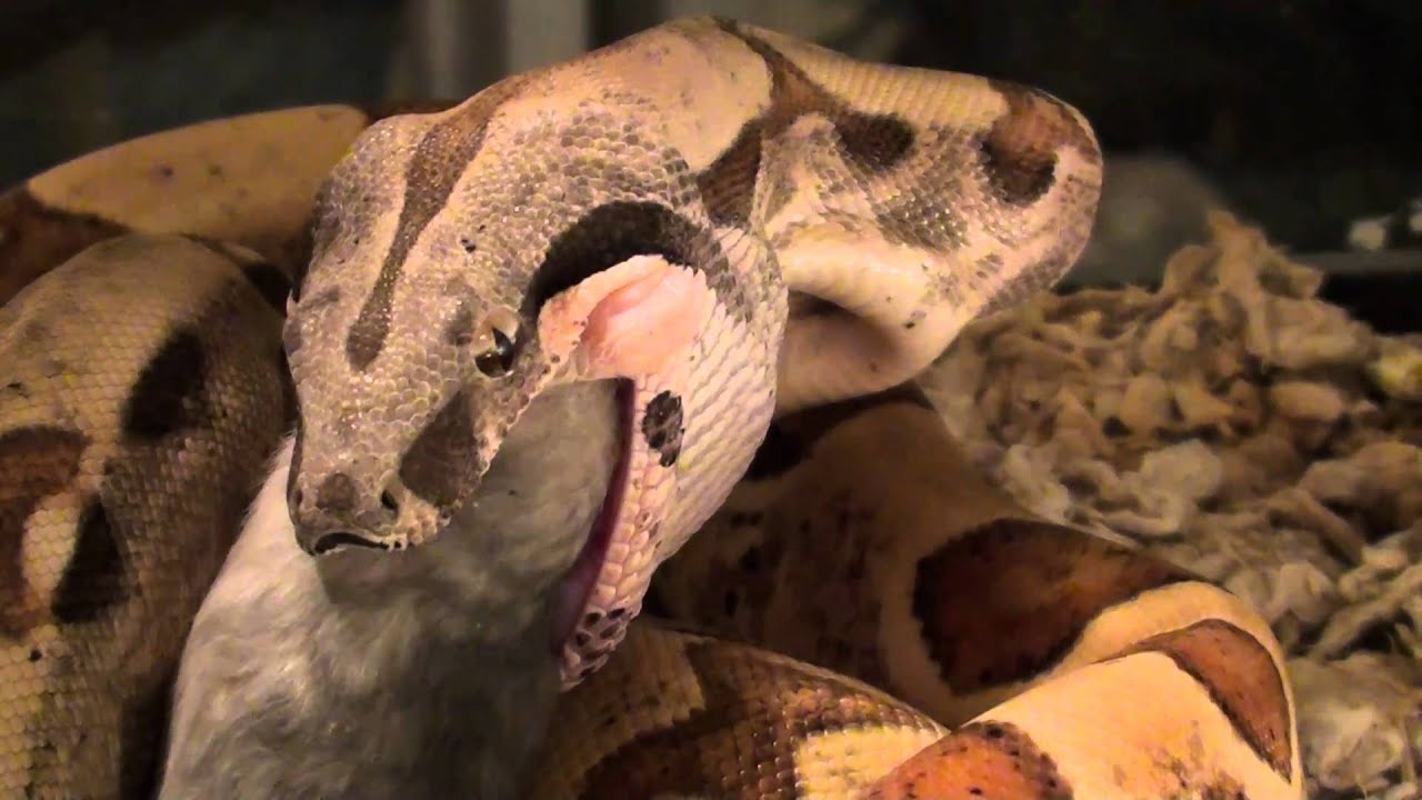 Columbian Red Tail Boa -Eating - YouTube