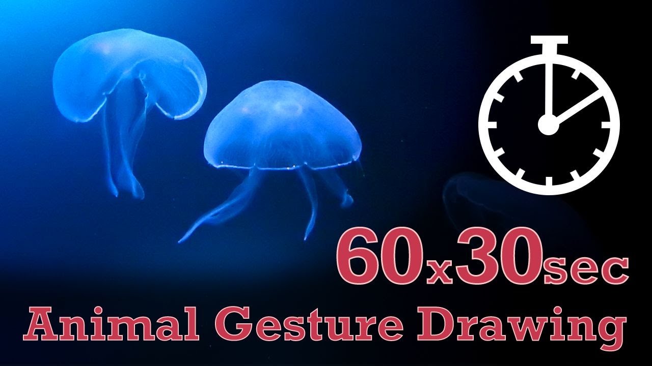 Animal Drawing References #112 - 60x30sec poses - Jellyfish - YouTube