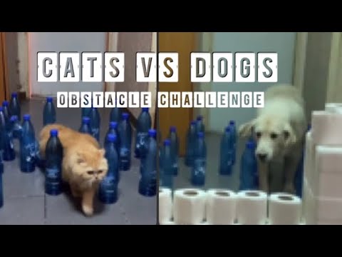 Cats vs Dogs obstacle challenge bottle and toilet paper - YouTube
