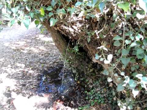 The Peeing Tree in Crete - YouTube