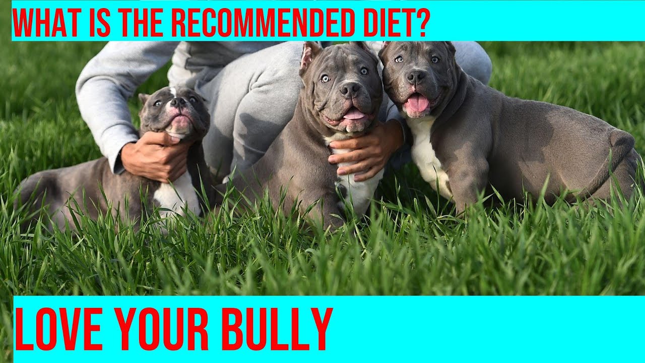 The Best Diet for American Bullies - All You Need to Know - YouTube