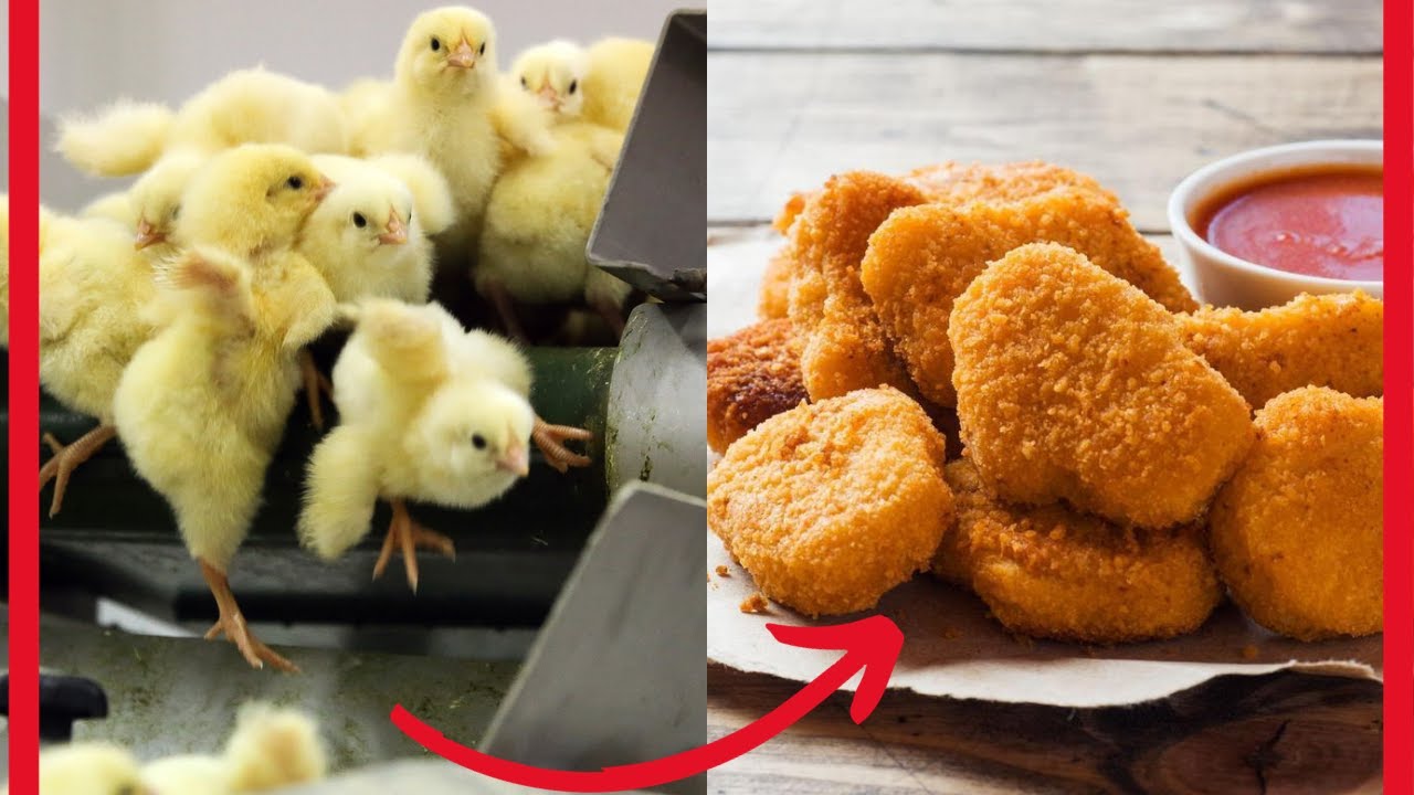 La sorprendente verdad detrás de la fabricación de los nuggets - YouTube