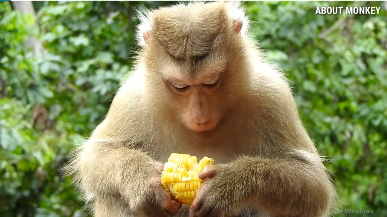 Young Mom Monkey Rose Eating Corn On The Road Side And Baby Monkey Rex ...