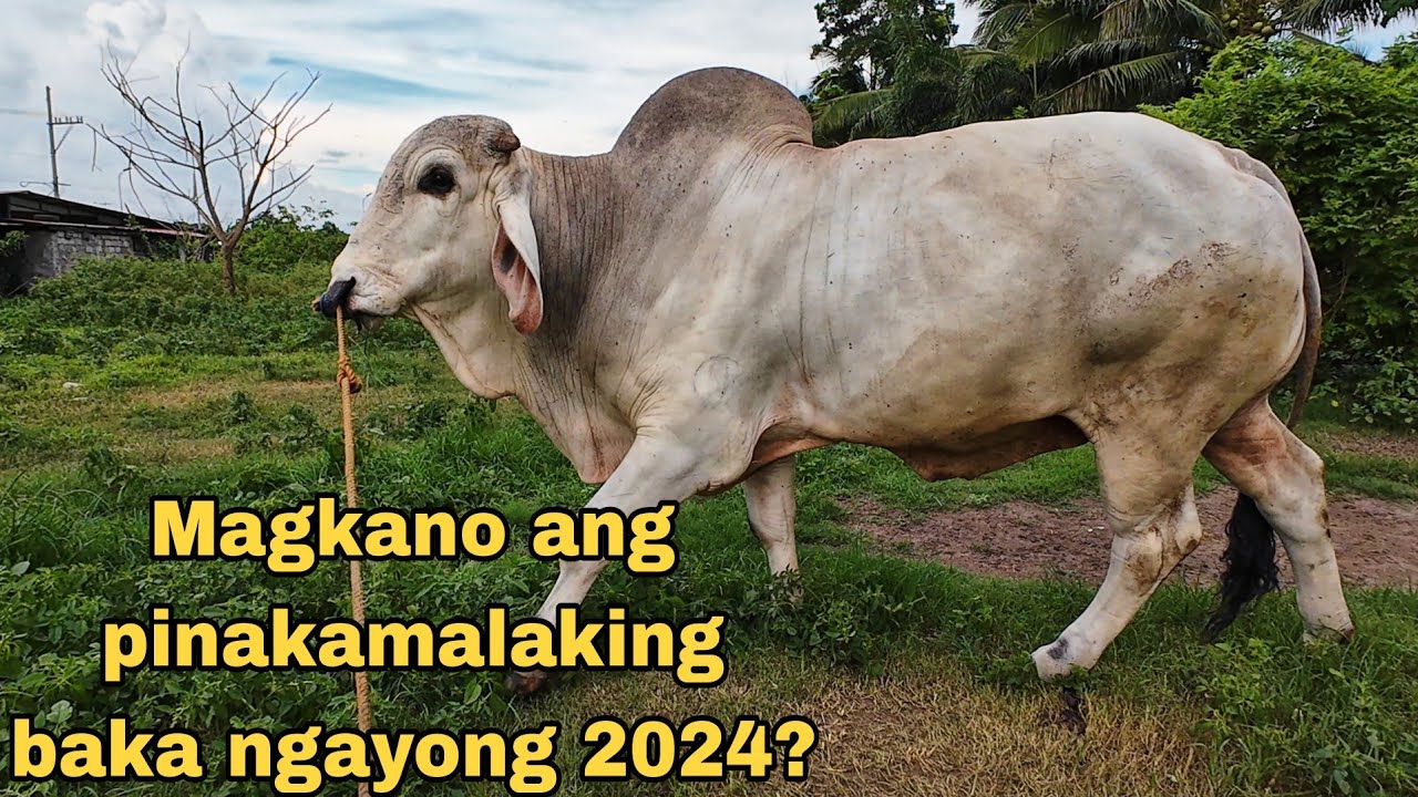 PRESYO NG PINAKAMALAKING BAKA NGAYONG 2024 | Dji Osmo Action 4 ...