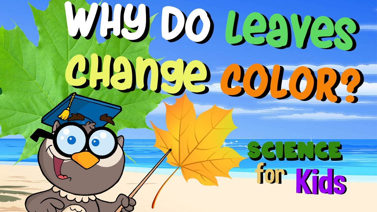Why Do Leaves Change Color? | Science for Kids - YouTube