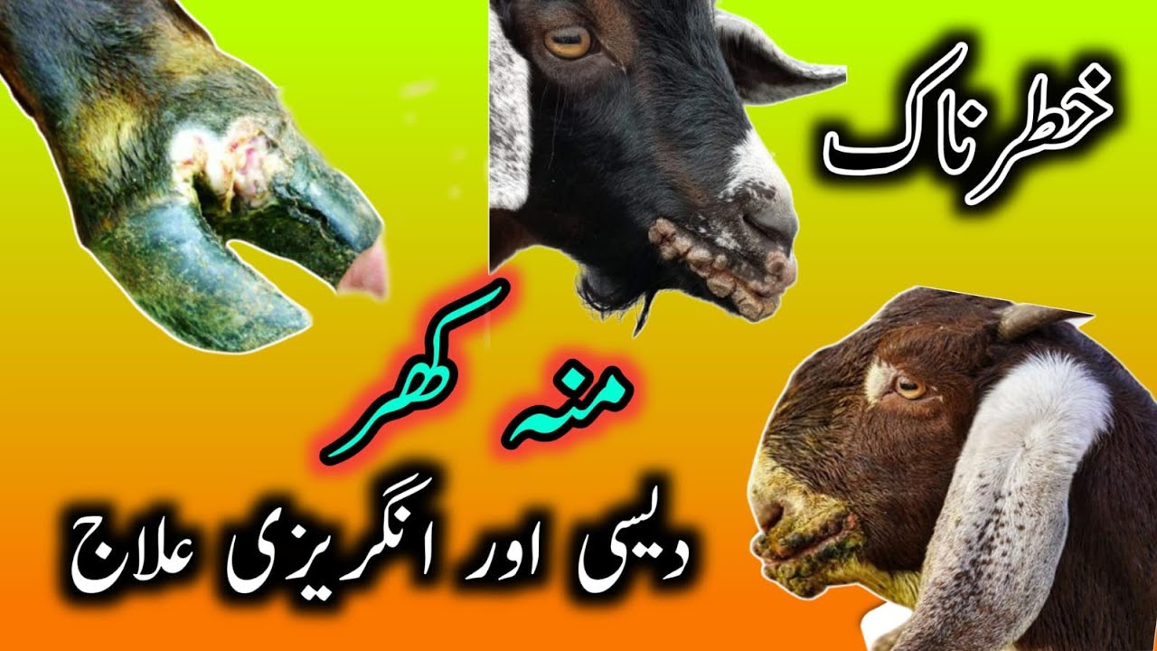منہ کھرکا علاج دیسی اور انگریزی Mun Khur KaElaj /Foot And mouth Disease ...