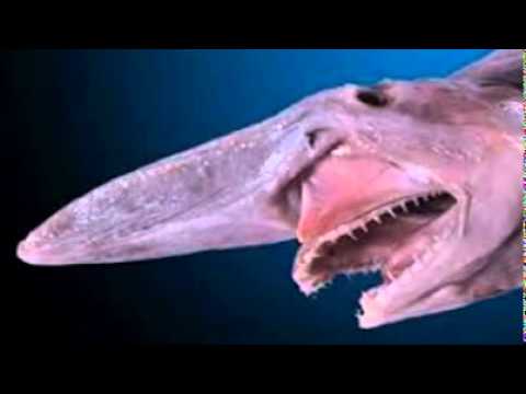 Le requin lutin - YouTube