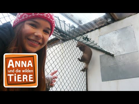 Frech wie ein Marder |  Reportage für Kinder | Anna und die wilden Tiere