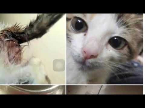 Cat rape in Pakistan | A kitten got rapped by 15 years old. - YouTube