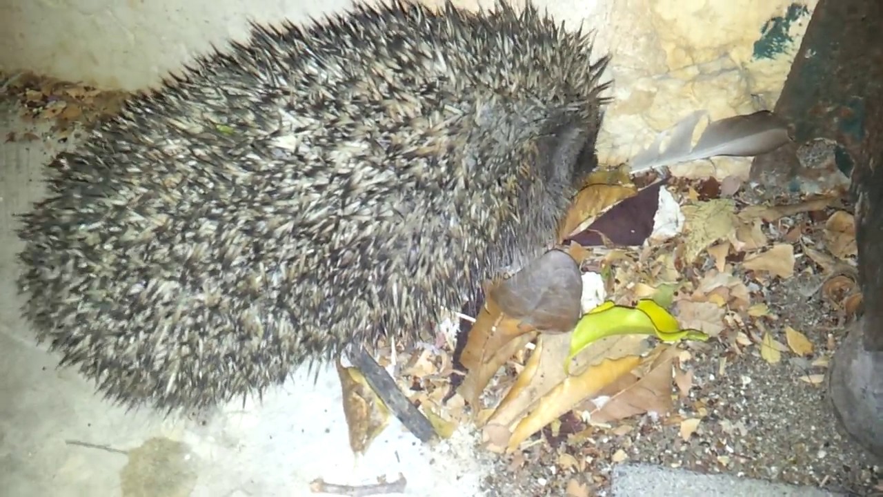 A COOL WILD HEDGEHOG IS EATING SOME BUGS ON THE STREET - YouTube