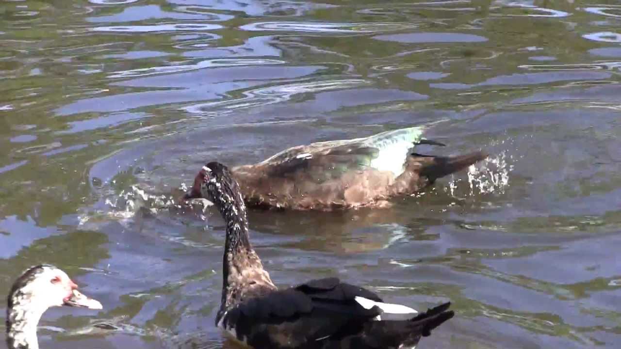 Duck Catches Fish - YouTube