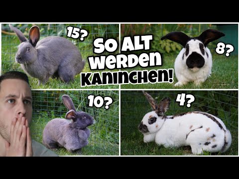 So ALT werden Ca. ALLE Kaninchen Arten! 🐇😲 | Schustrich S 2.0 ⭐
