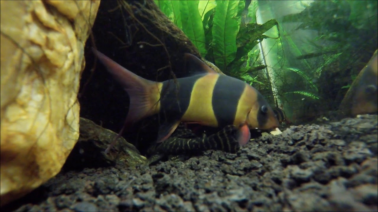 Tank Cam: Chocolate Zebra Plecos, Clown Loaches, Synodontis, and More ...