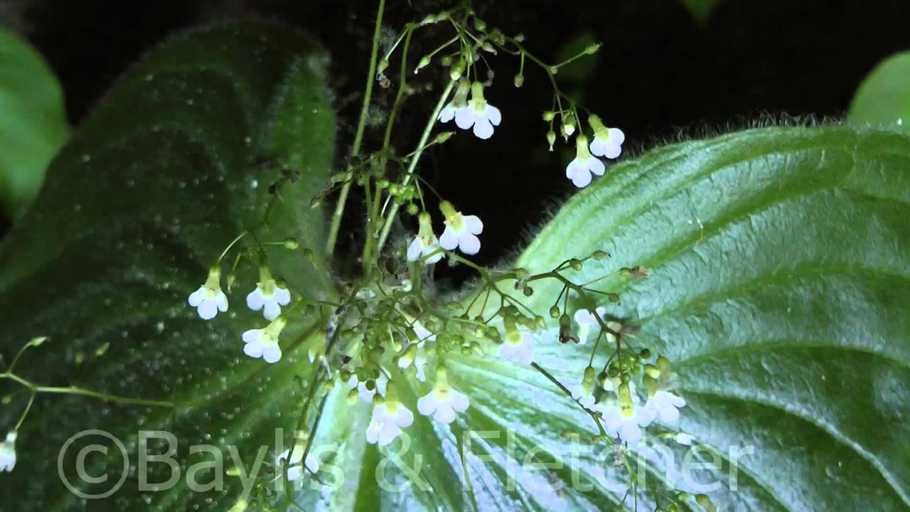 One-leaf plants, Perak, Malaysia. 20140607_123616.m2ts - YouTube