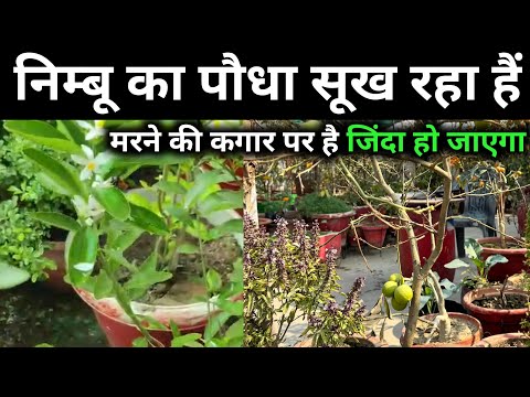 निम्बू का पौधा सूख रहा है तो देखे ये वीडियो | lemon plant care tips and tricks | lemon tree care