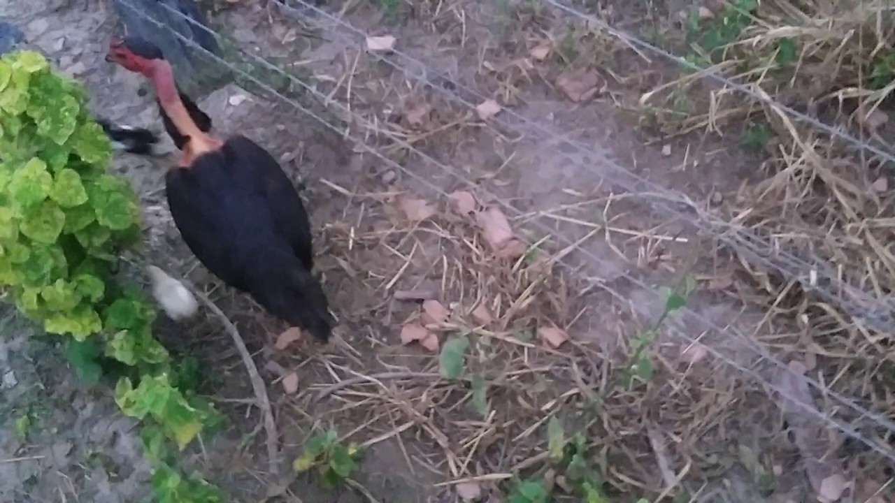 Galinha polaca com pintinhos - YouTube