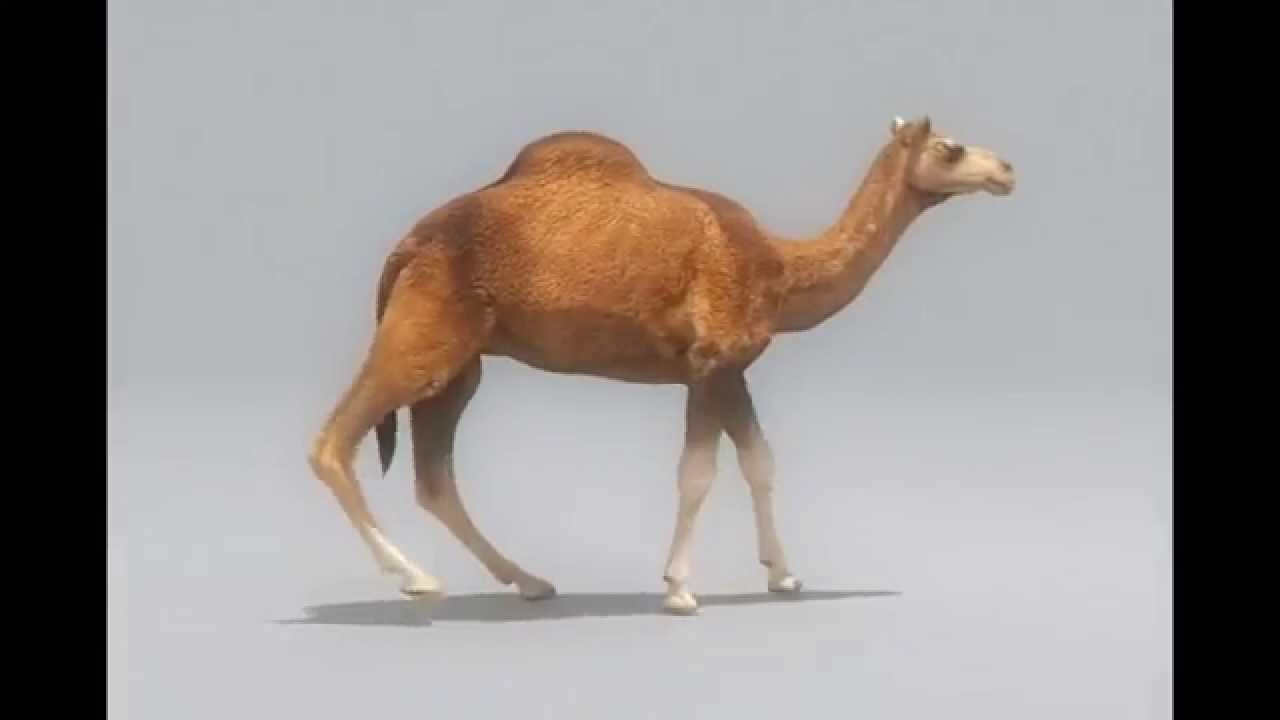 Fully Rigged and Animated Camel for 3ds Max, Cinema4D, FBX, Lightwave ...