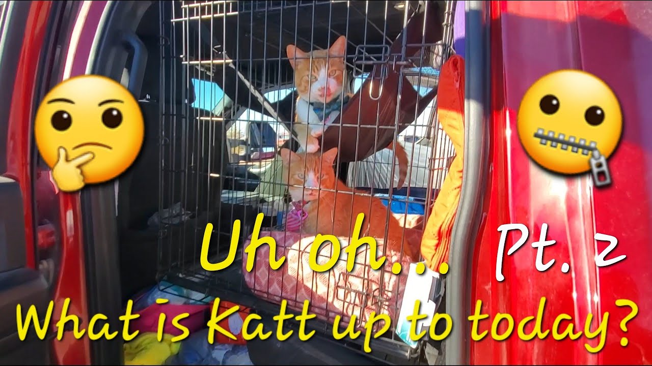 Katt’s Catch-up: What'sKatt Up To Today? - Pt. 2 Feb 11th, 2022 ...