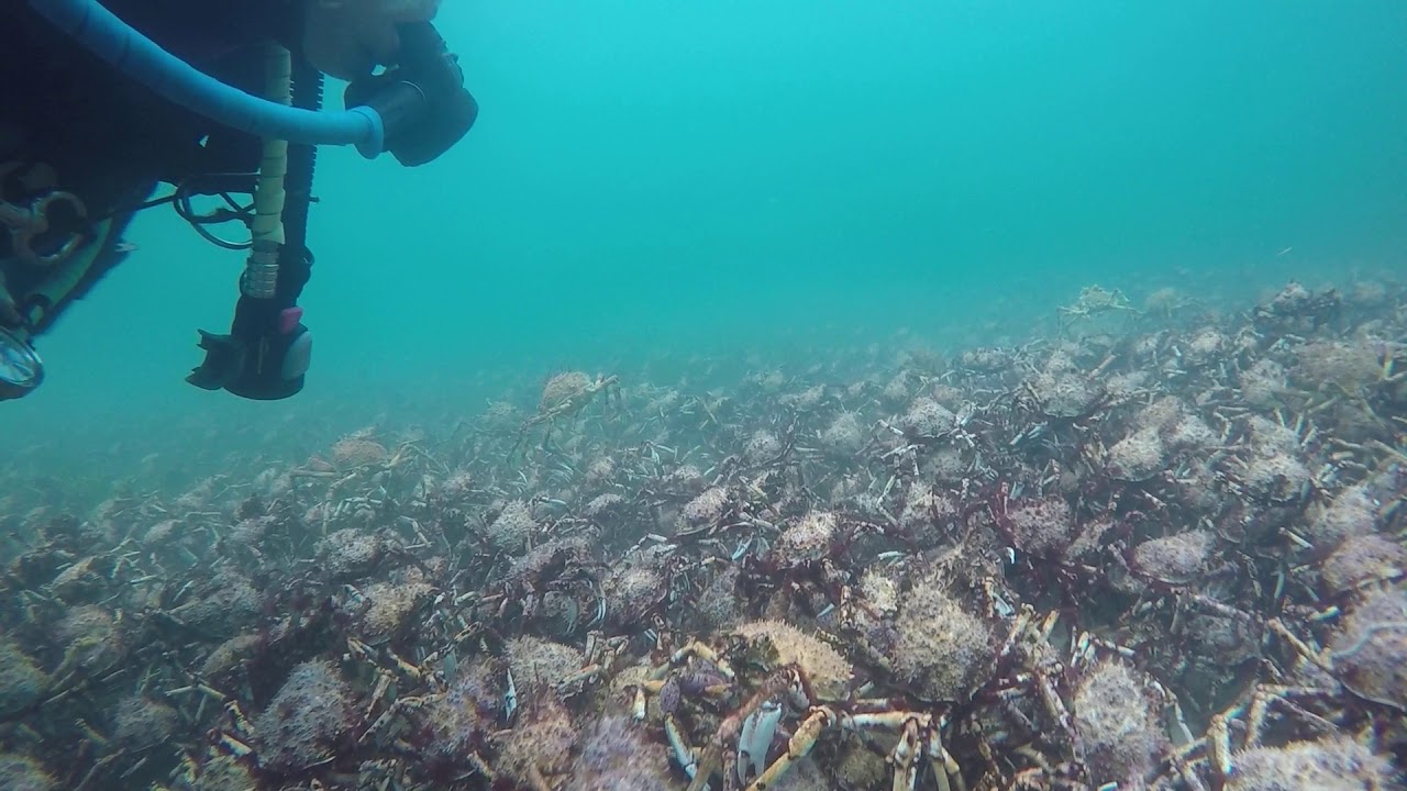 Spider Crabs at Rye Pier 6/6/20 - YouTube