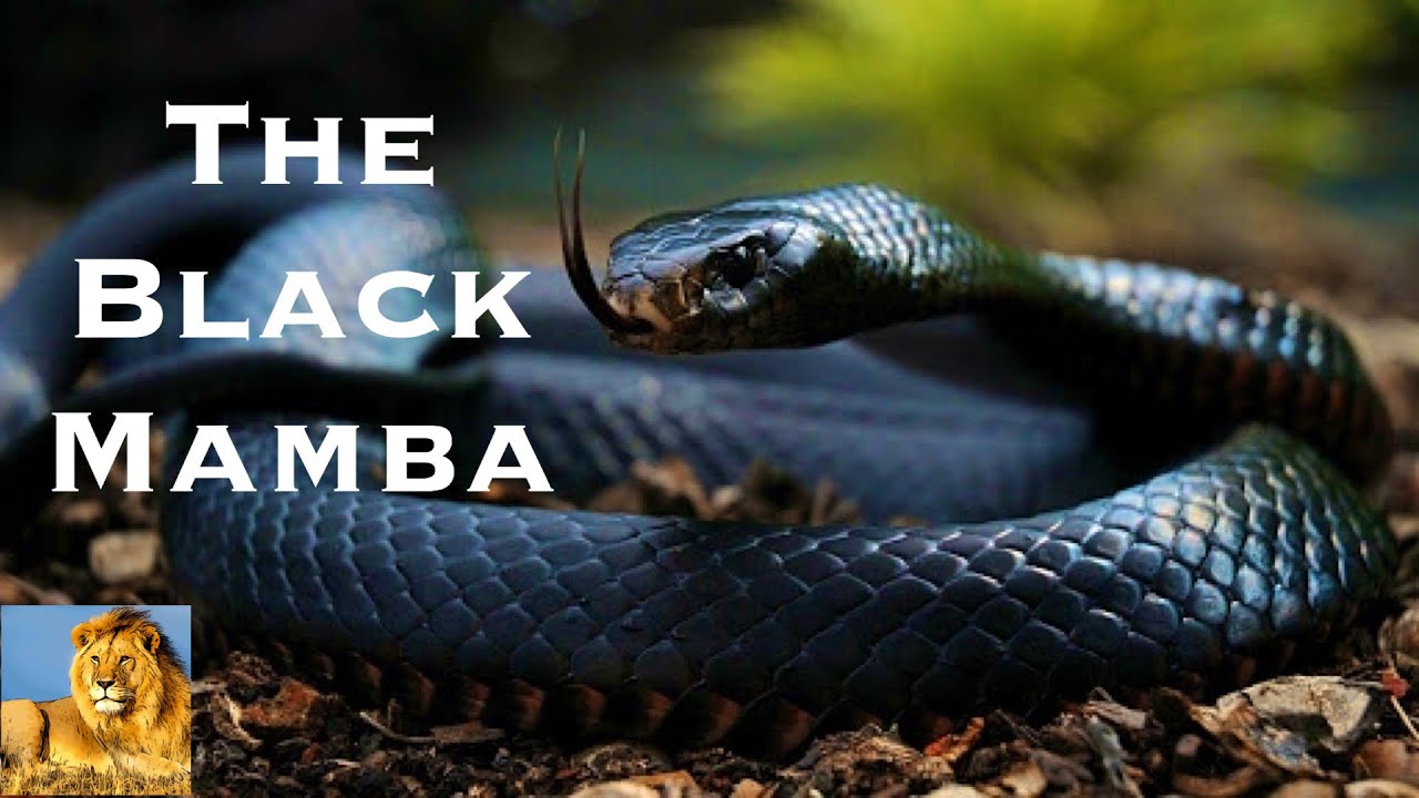 THE BLACK MAMBA - YouTube