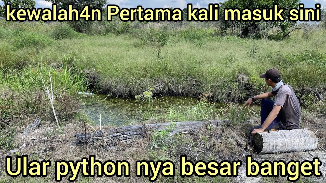 PERTAMA KALI DI DESA INI ULAR PYTHON RAKSASA DITAR1K DARI AIR SUNGAI ...