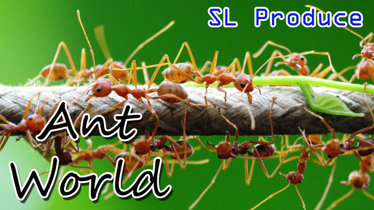 Amazing Events In The Ant World🐜🐜🐜 | Beautiful Ant World Sense 2021 ...