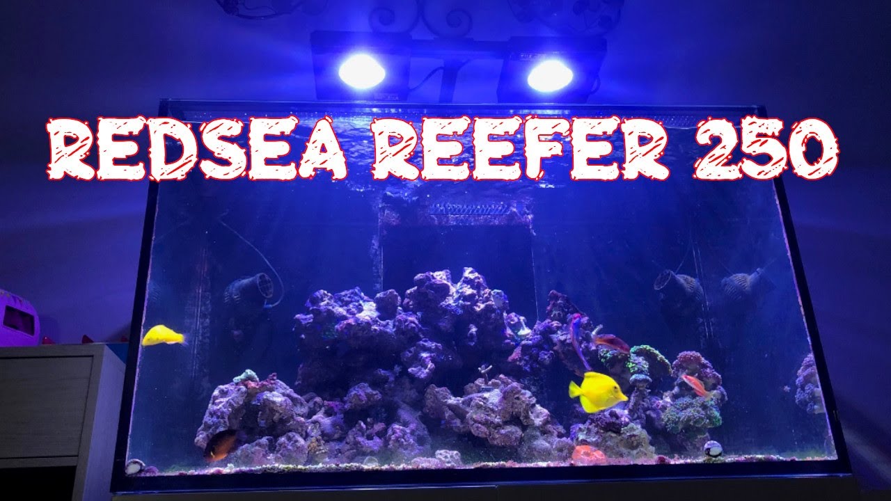 Red Sea Reefer 250 | New Refugium Light? | Wrasse And Coral Update ...