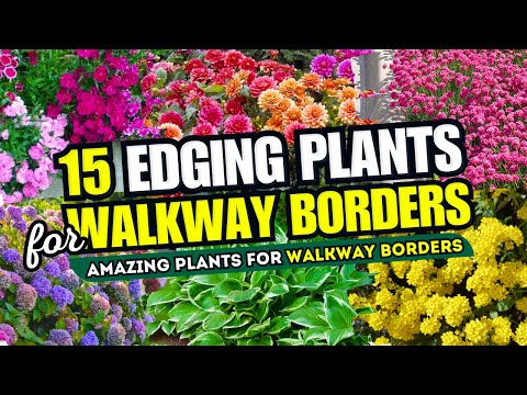 Which Plant Is Suitable For Edging