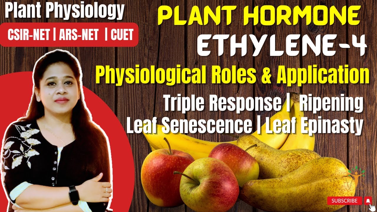 Plant Hormone Ethylene (Part-4) Physiological Roles | Applications ...