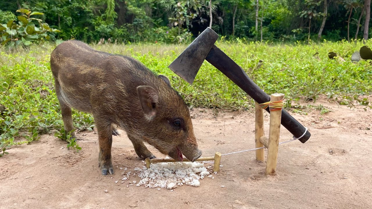Amazing Most Building Beautiful House Wild Pig Trap Using Axe _ How To ...